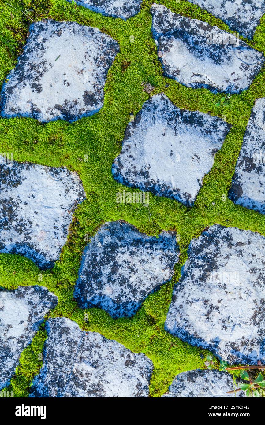 A close-up shot of weathered stone pavement tiles, with vibrant green ...