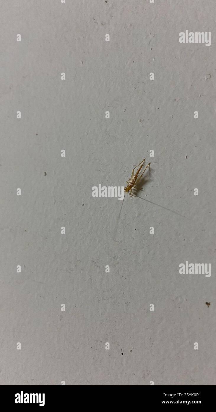 True Crickets and Allies (Grylloidea), Insecta, Kokilaben Vyas Marg ...