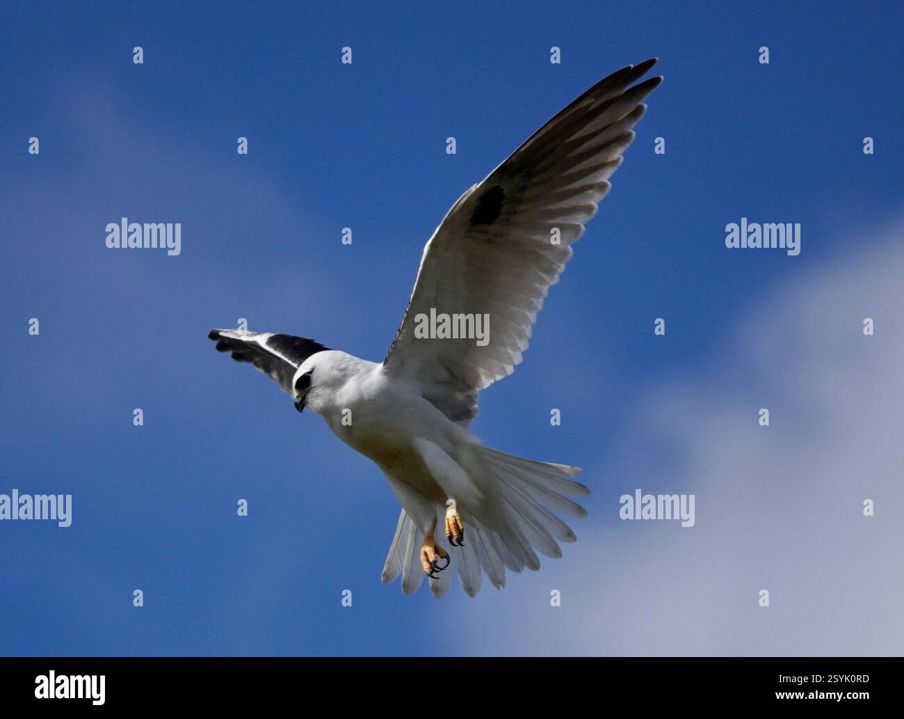 Black-shouldered Kite (Elanus axillaris), Aves, Princess Freeway ...