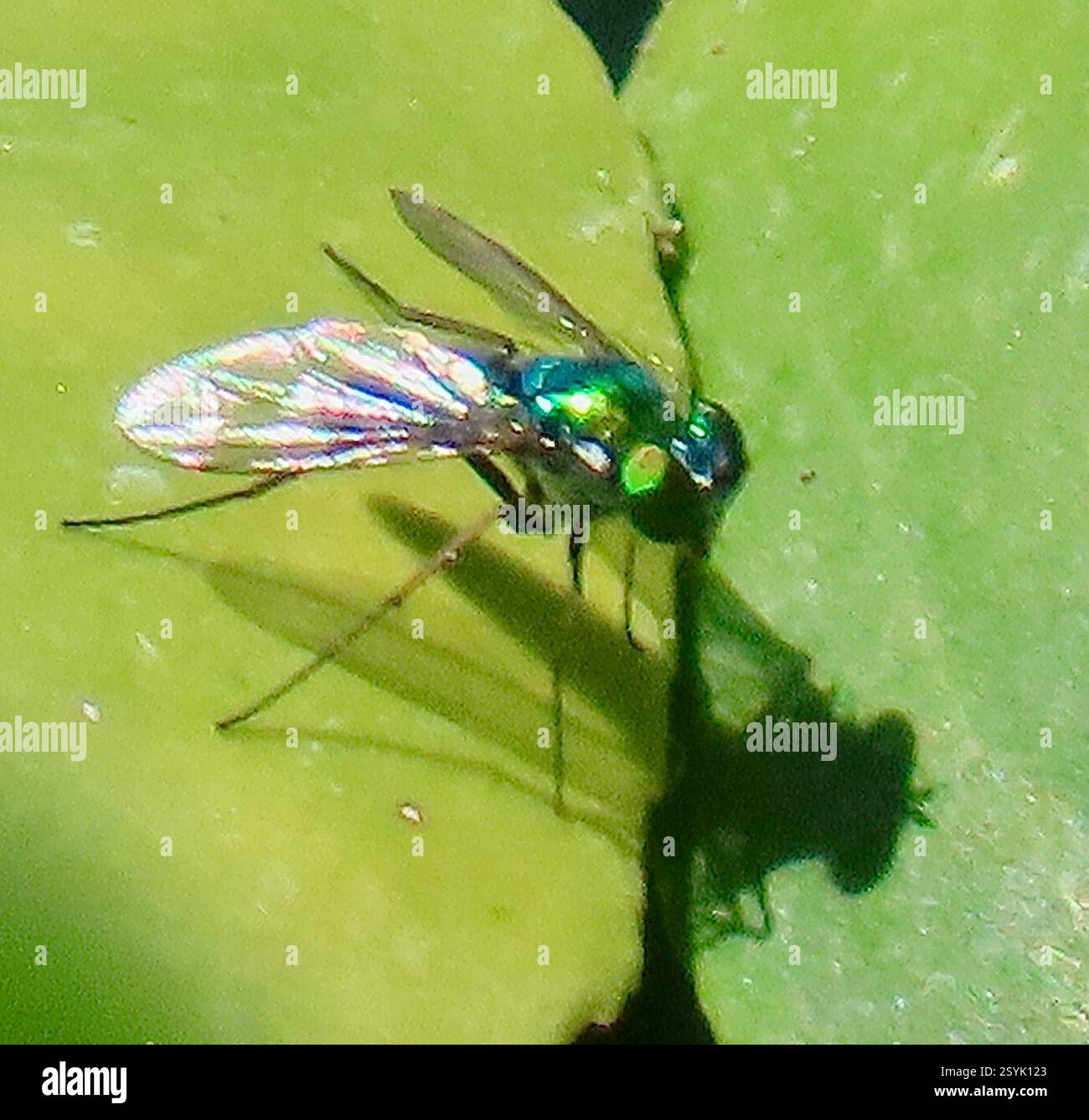 (Condylostylus longicornis), Insecta, Country Park Rd, Salinas, CA, US ...