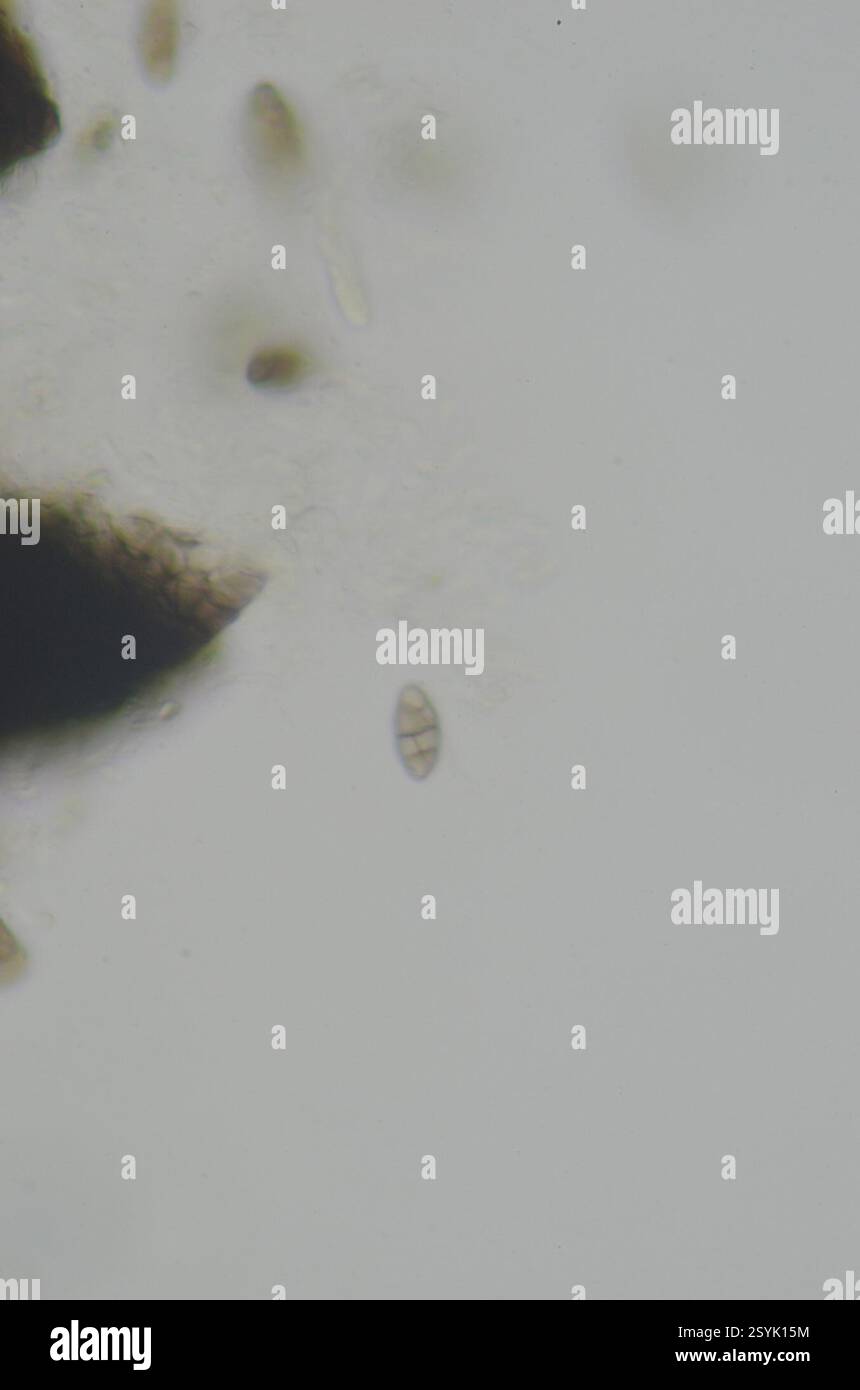 (Pleostigma jungermannicola), Fungi, Whistler, BC V8E, Canada, Best ...