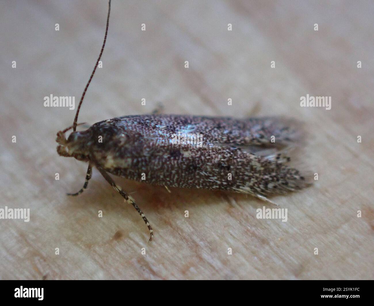 Dark Groundling (Bryotropha affinis), Insecta, 8 Millcroft Road ...