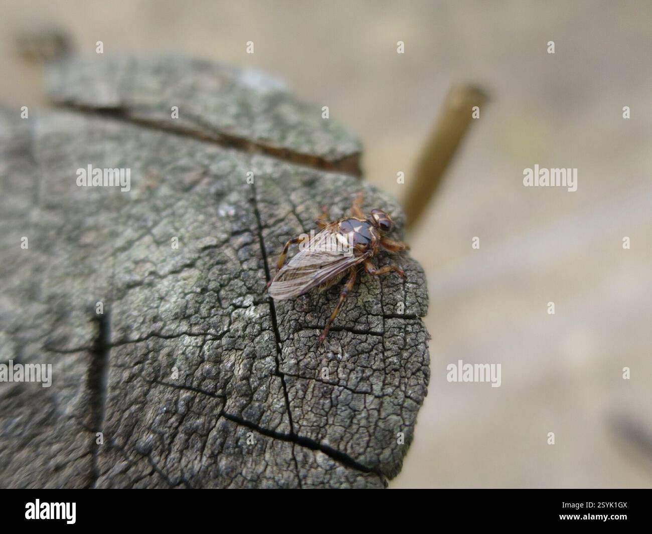 New Forest fly (Hippobosca equina), Insecta, Alcabideche, Portugal ...