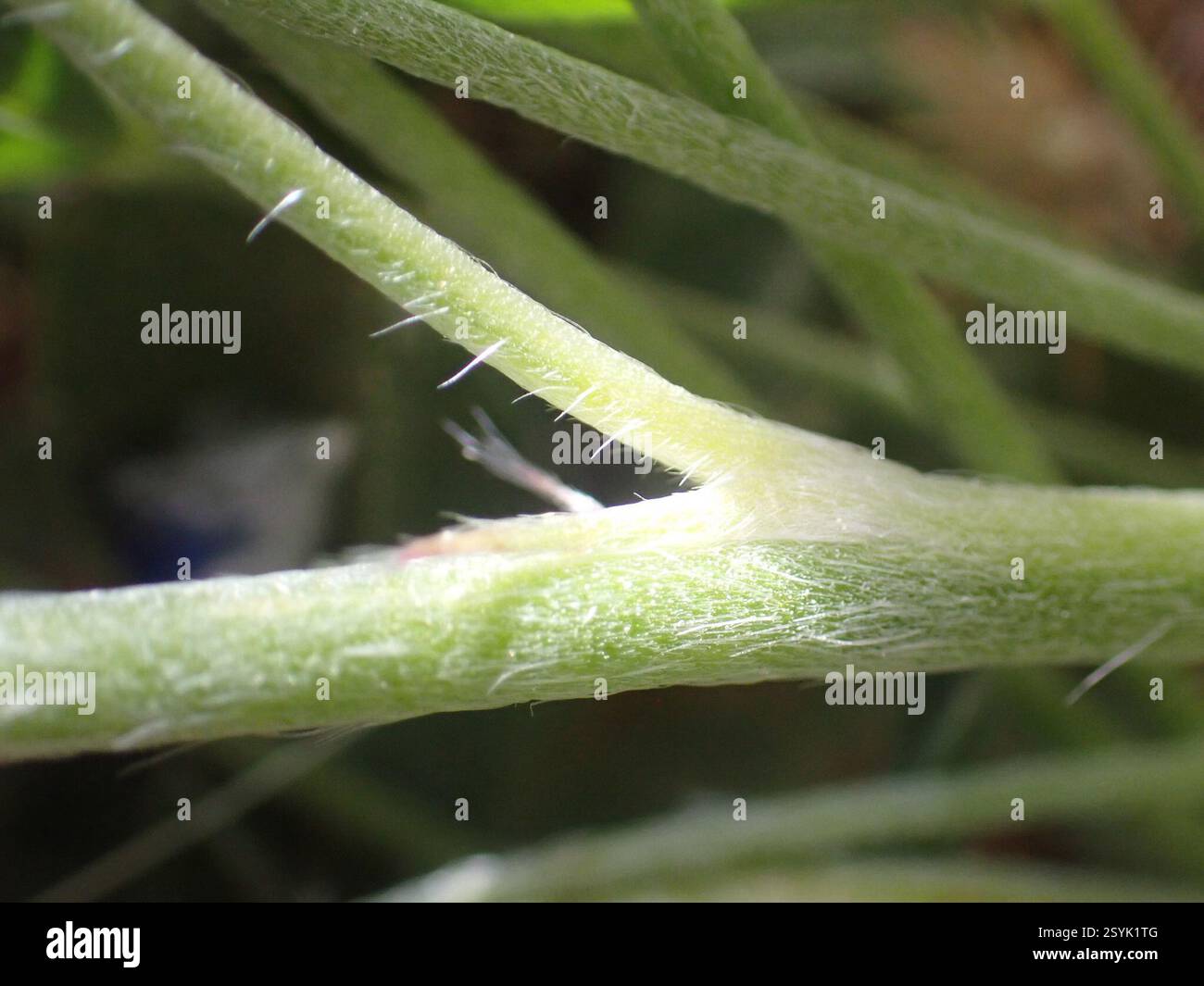 20 6 30 7 cm hi-res stock photography and images - Alamy