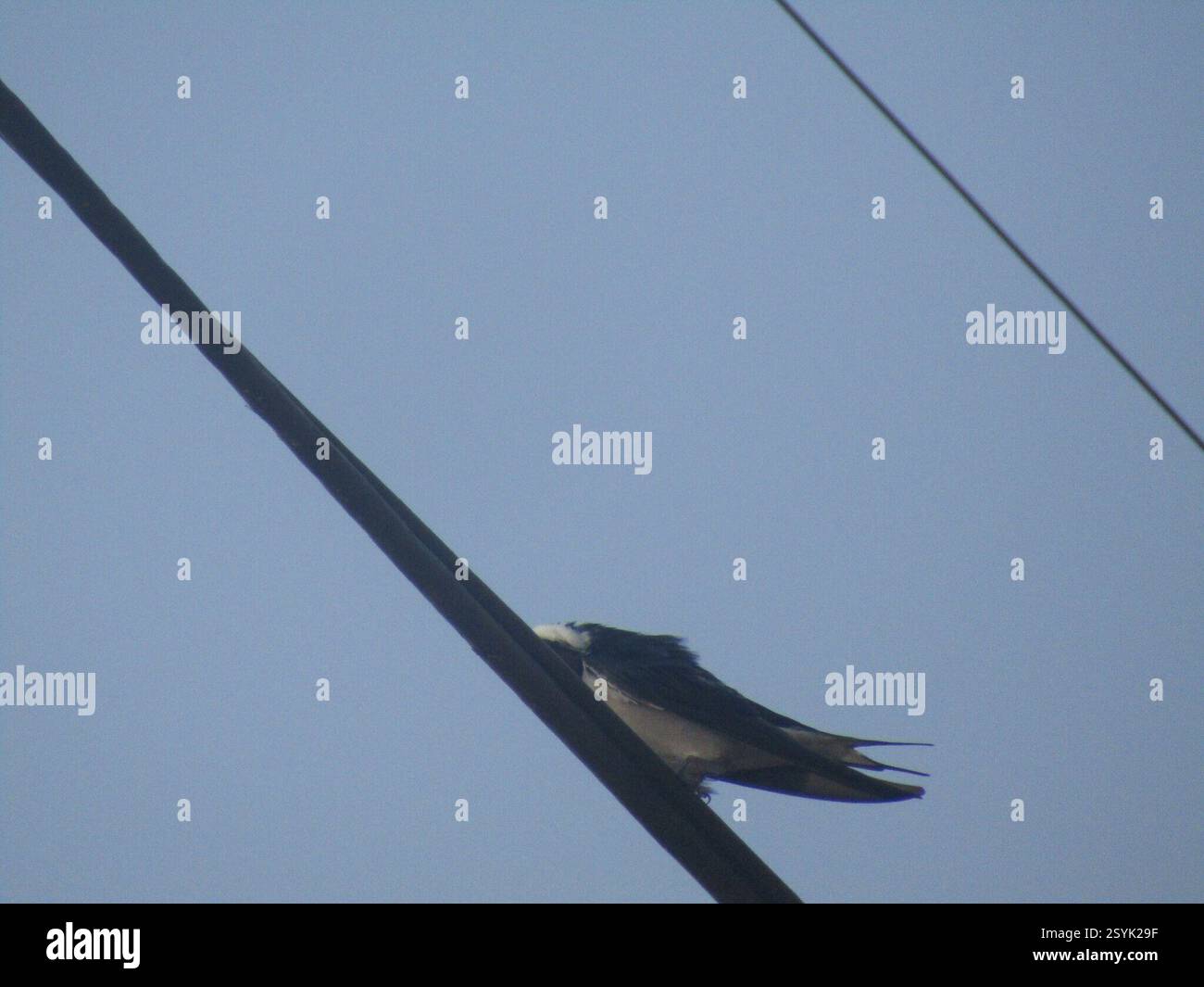 White-throated Swallow (Hirundo albigularis), Aves, De Wagendrift A9 ...