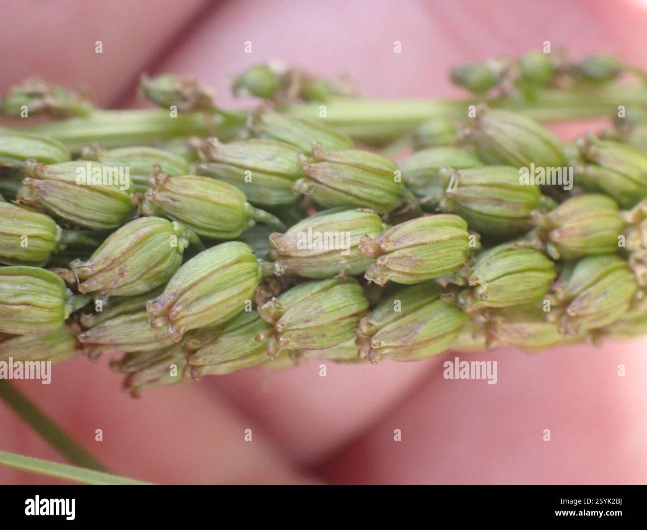 common arrowgrass (Triglochin maritima), Plantae, Cariboo, BC, Canada ...