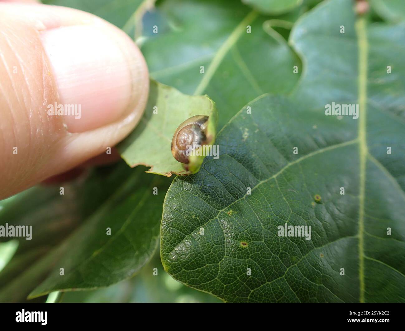 smooth glass snail (Aegopinella nitidula), Mollusca, Midlothian, UK, On ...