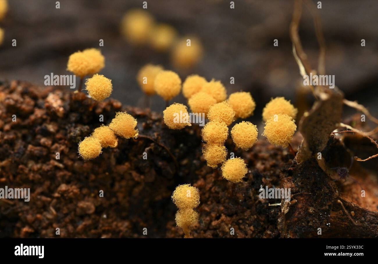 Push Pin Slime Mold (Hemitrichia calyculata), Protozoa, 浙江省杭州市西湖区法喜寺 ...