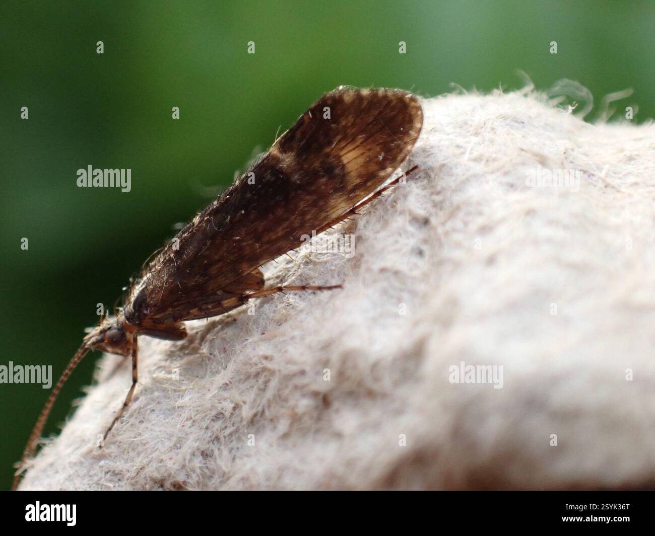 Caddisflies (Trichoptera), Insecta, Corstorphine, Edinburgh EH12, UK ...