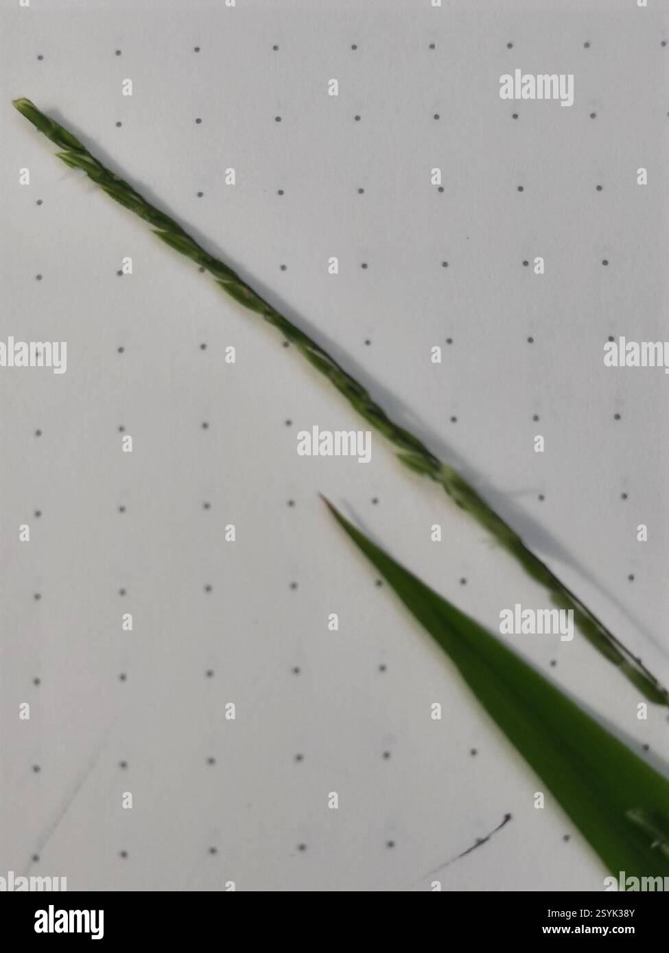 white grass (Leersia virginica), Plantae, Ithaca, NY, USA, Closely ...