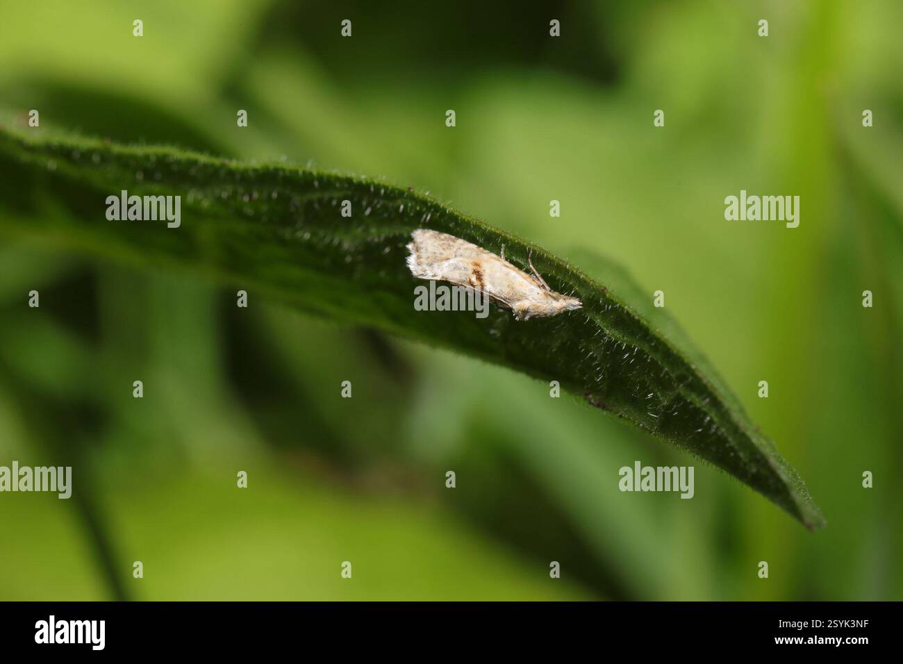(Cochylimorpha), Insecta, Burtonwood Nature Park, Green Jones Brow ...