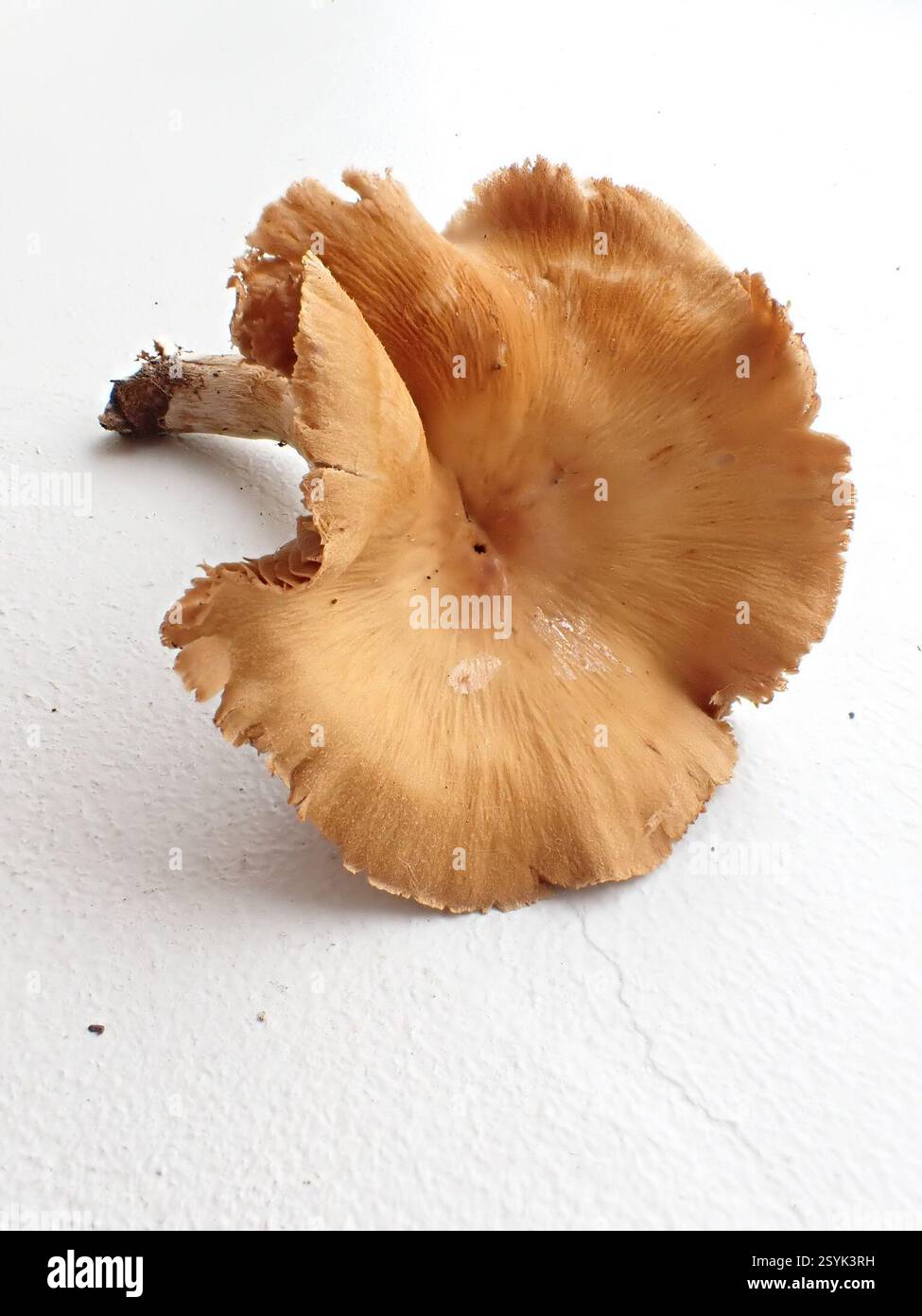 Cortinarius sect. Rubricosi (Rubricosi), Fungi, High Rock Park, New ...