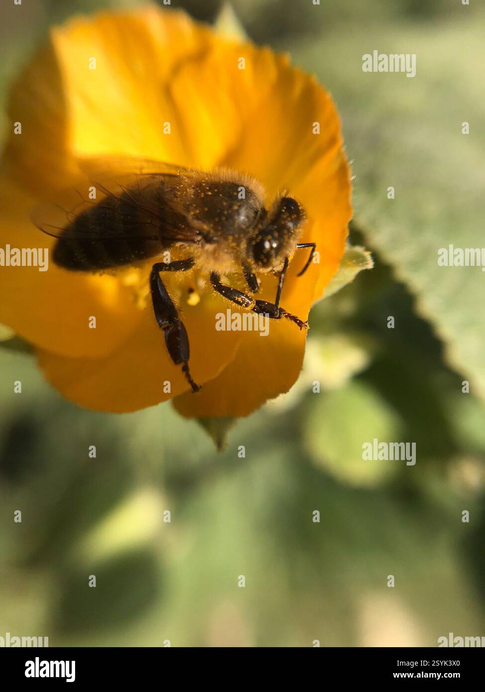 Western Honey Bee (Apis mellifera), Insecta, Santa Fe de la Vera Cruz ...