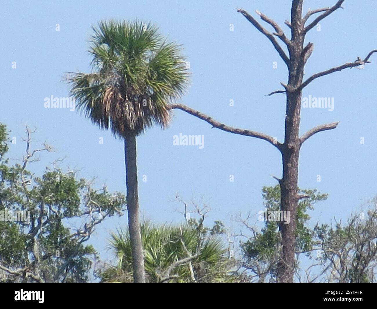 cabbage palmetto (Sabal palmetto), Plantae, Wassaw Island, GA, USA ...