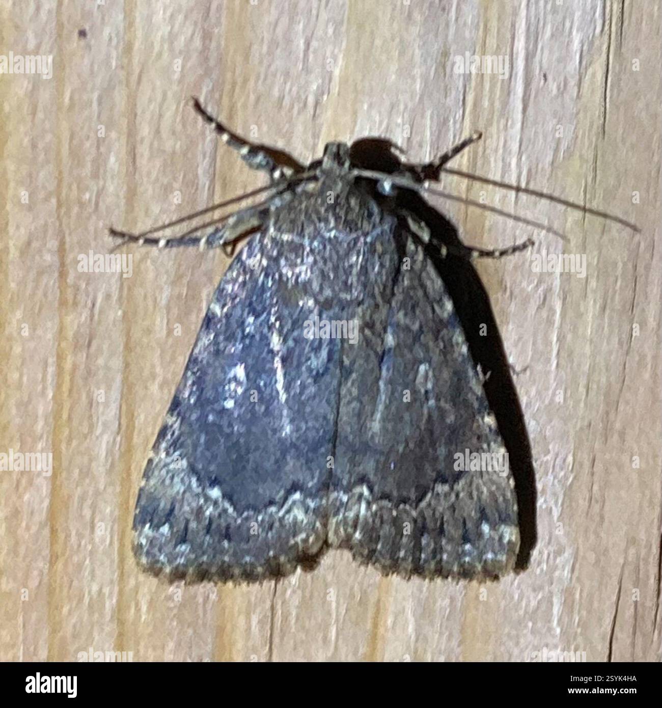 American Copper Underwing (Amphipyra pyramidoides), Insecta, Bruce St ...