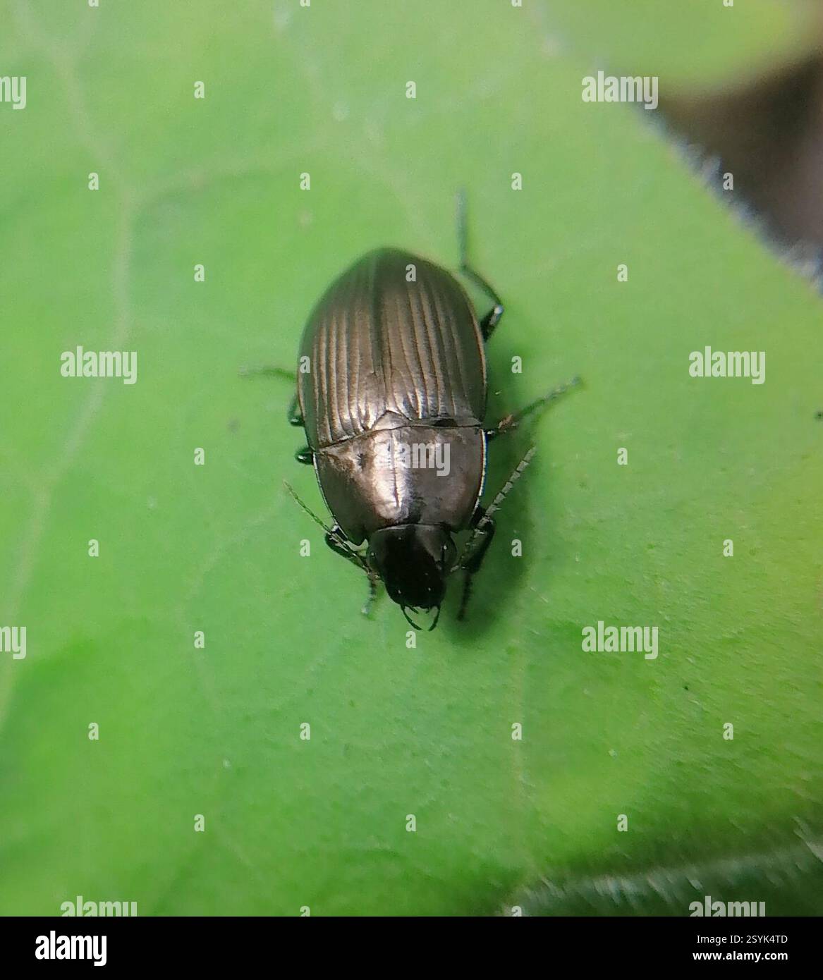 Common Sun Beetle (Amara aenea), Insecta, ул. Тимакова, 2/12 ...