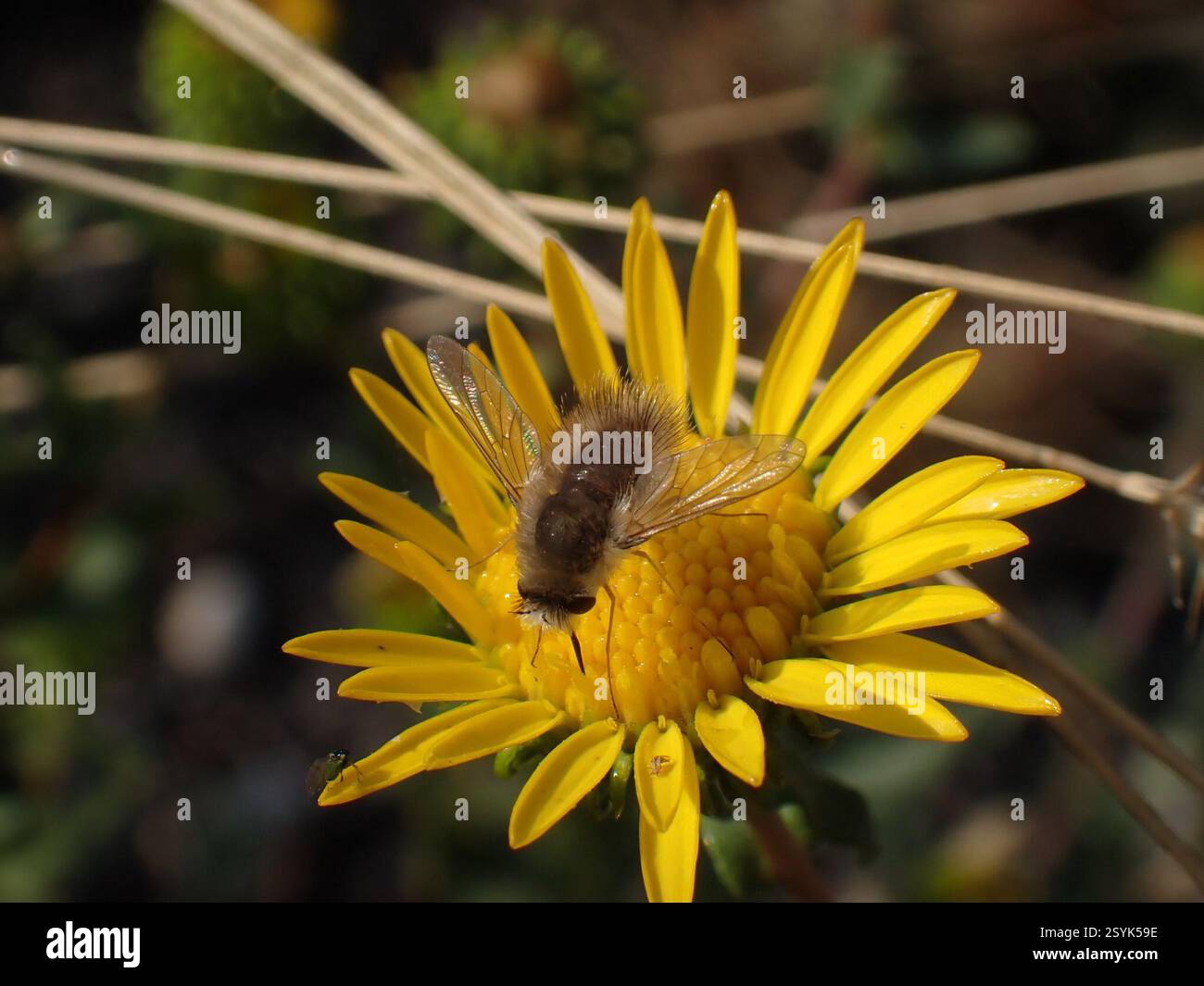 (Anastoechus barbatus), Insecta, Val Marie, SK S0N 2T0, Canada Stock ...