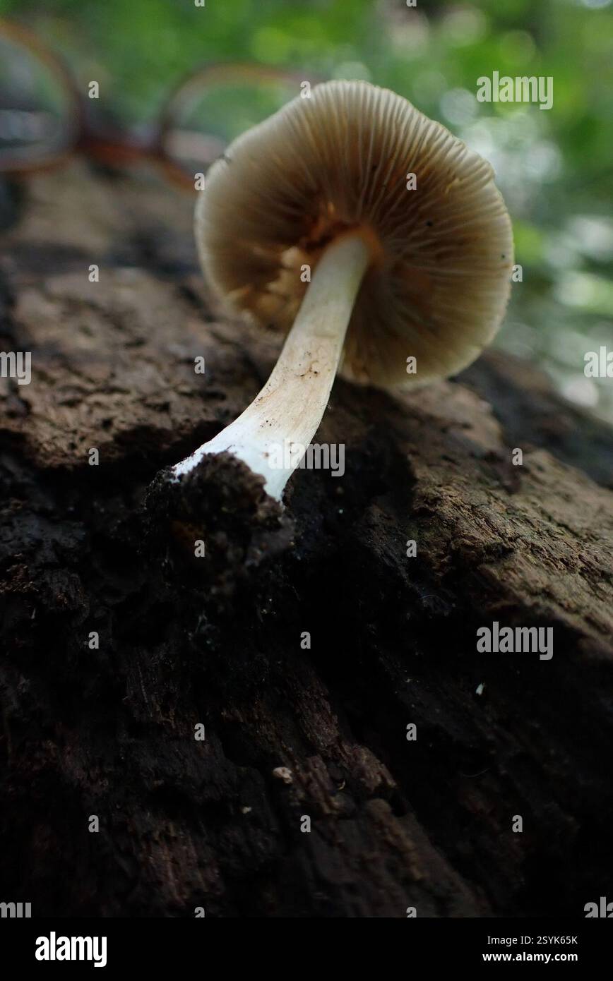 (Pseudosperma curreyi), Fungi, Van Cortlandt Park, New York, NY, US ...