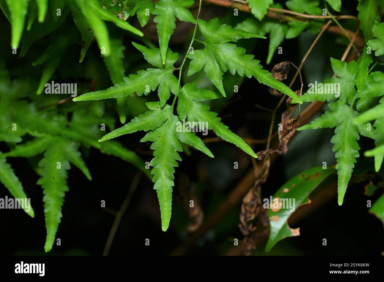 Japanese climbing fern (Lygodium japonicum), Plantae, 中国江西省上饶市婺源县 Stock ...