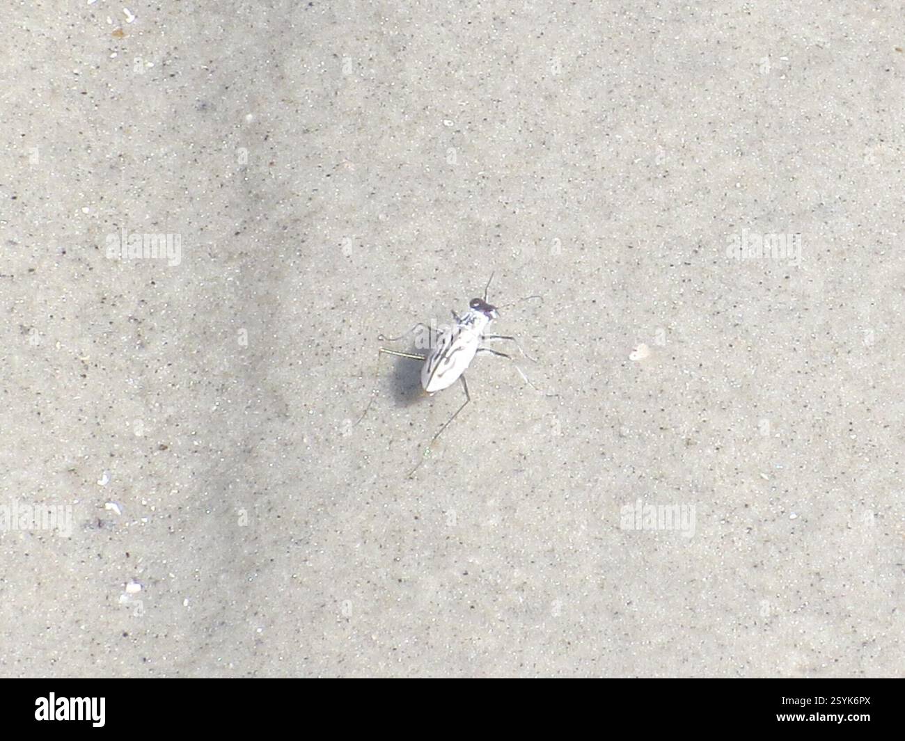 Eastern Beach Tiger Beetle (Habroscelimorpha dorsalis), Insecta, United ...