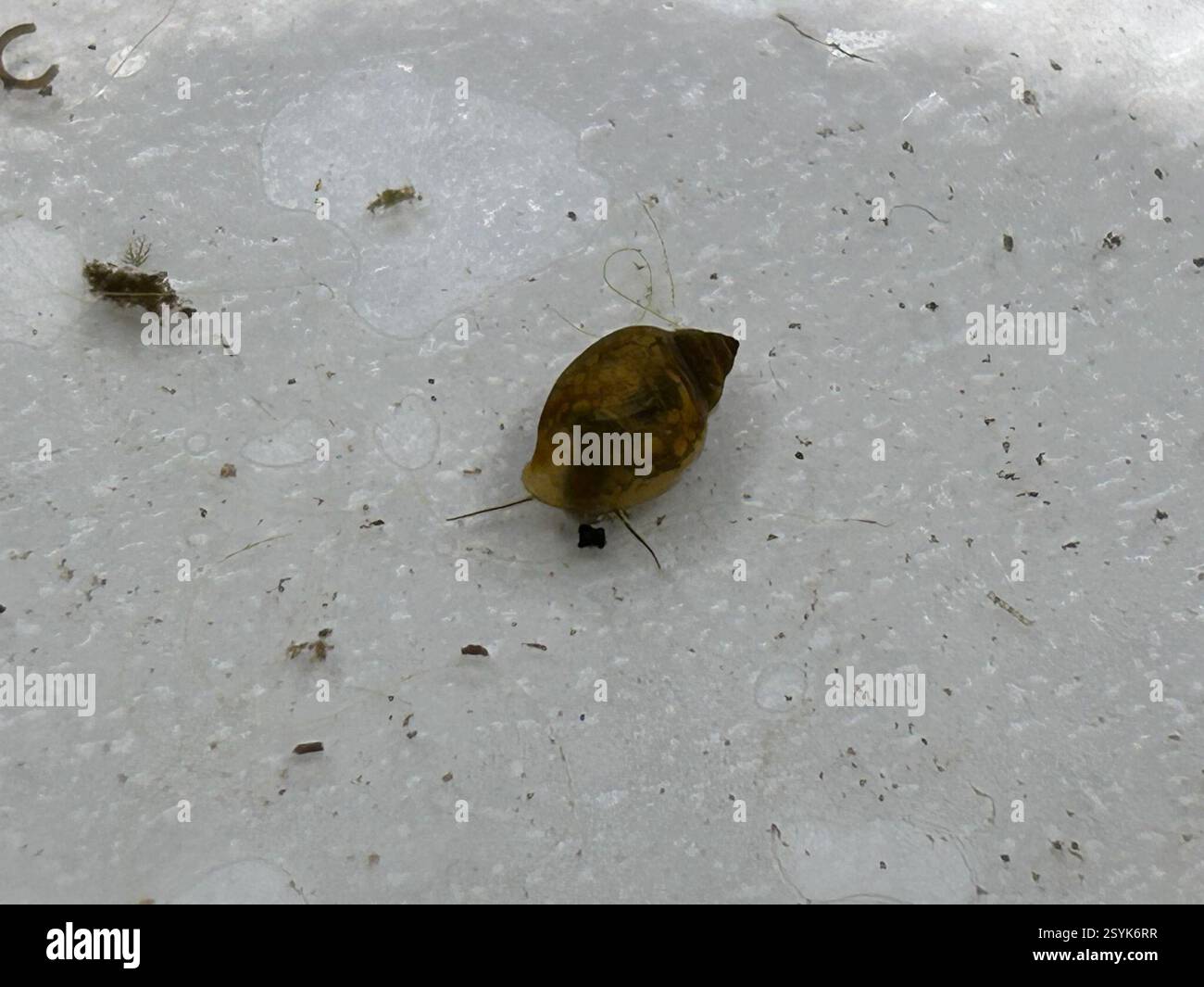 Acute Bladder Snail (Physella acuta), Mollusca, Eagle Creek Park ...