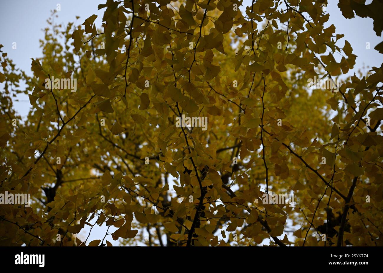 Gingko biloba autumn leaves along the Ichō Namiki avenue connecting ...