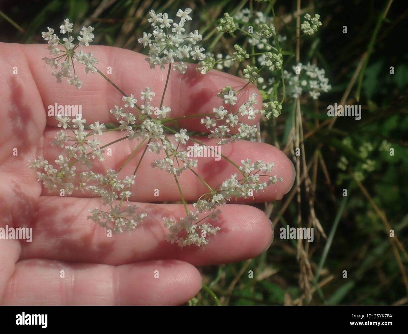 bulblet-bearing water hemlock (Cicuta bulbifera), Plantae, Williamstown ...