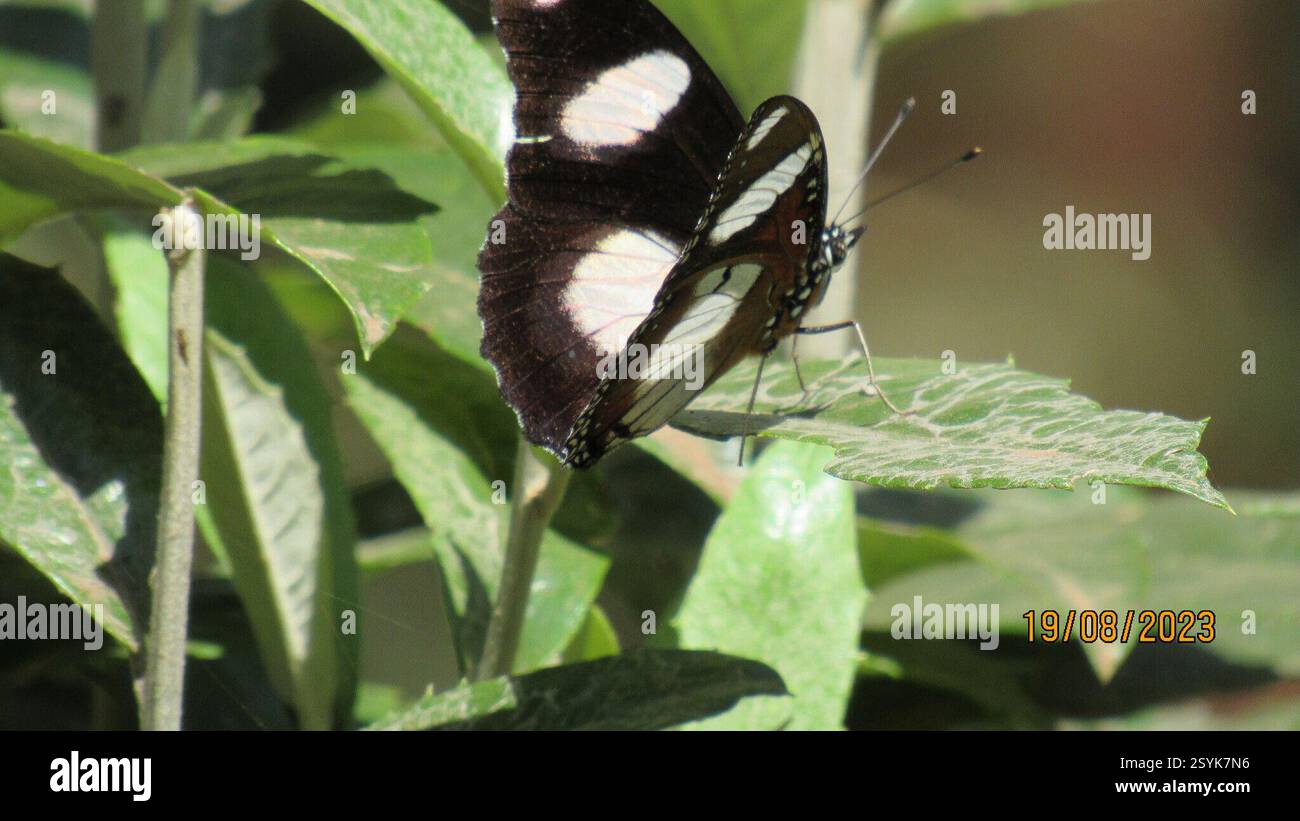 Danaid Eggfly (Hypolimnas misippus), Insecta, QR49+969, Найроби, Кения ...