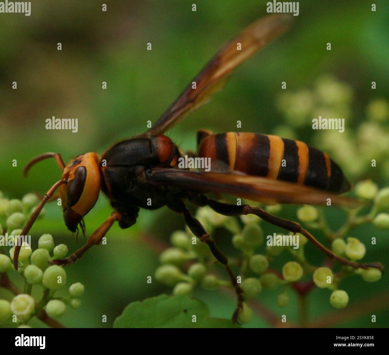 Black-tailed Hornet (Vespa ducalis), Insecta, 日本、〒386-0018 長野県上田市常田 ...
