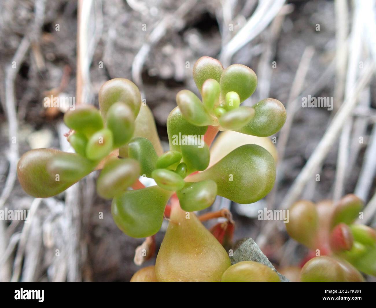 Oregon Stonecrop (Sedum oreganum), Plantae, Bowen Island, BC, Canada ...