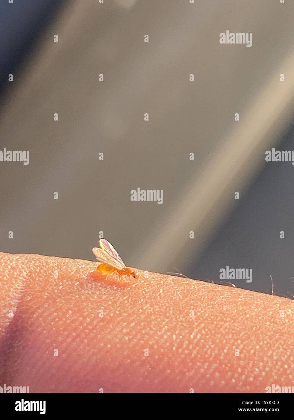 Solenopsis Fire Ants and Thief Ants (Solenopsis), Insecta, S Robinson ...