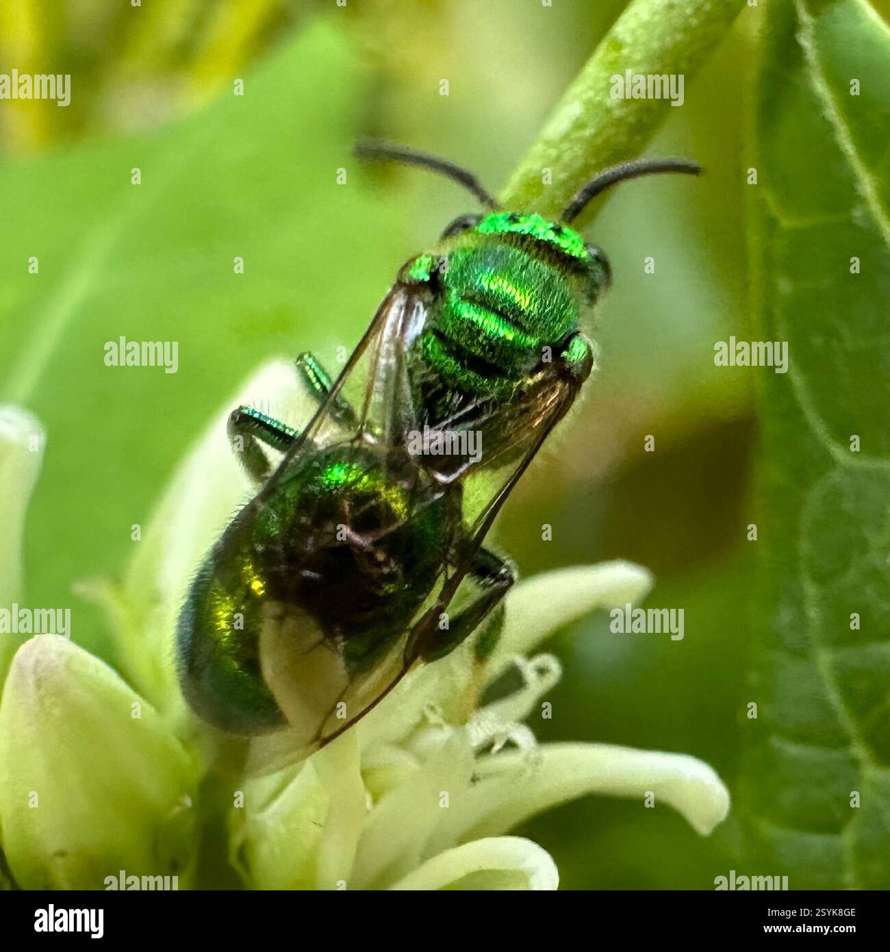 (Paraugochloropsis), Insecta, Kentucky, US Stock Photo - Alamy