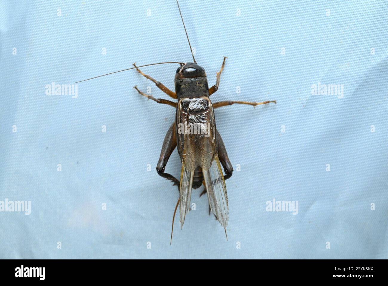 Emma Field Cricket (Teleogryllus emma), Insecta, 中国浙江省杭州市西湖区 Stock ...