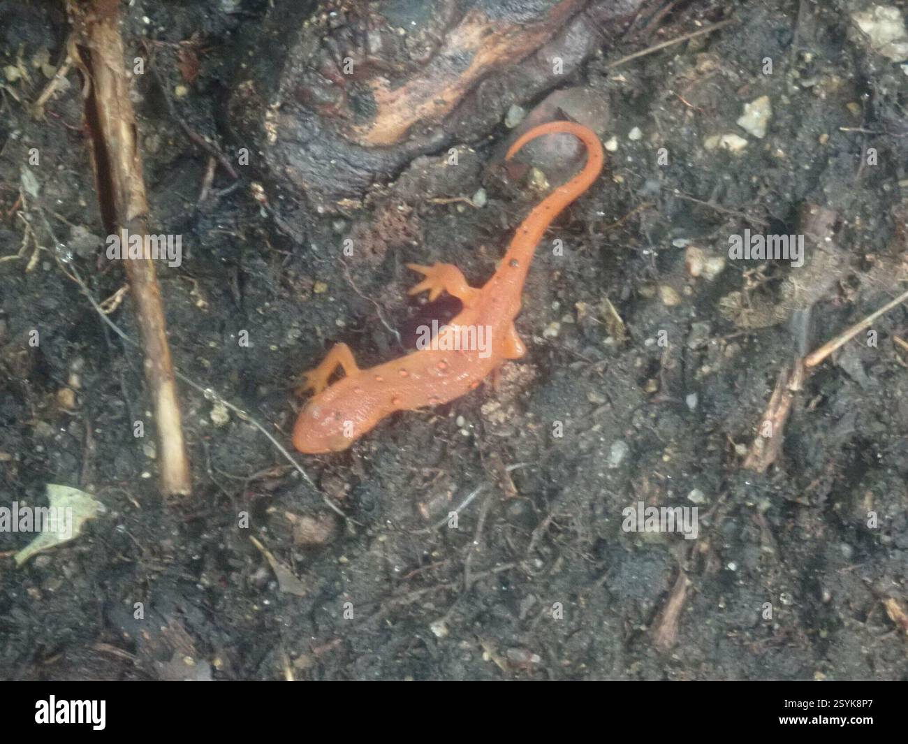 Eastern Newt (Notophthalmus viridescens), Amphibia, Middlesex ...