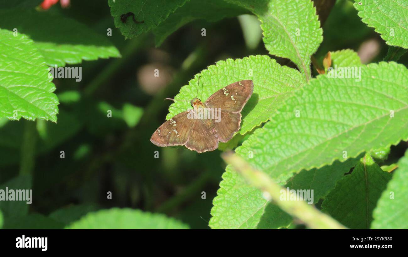 Potrillo Skipper (Autochton potrillo), Insecta, El Zamorano, Honduras ...