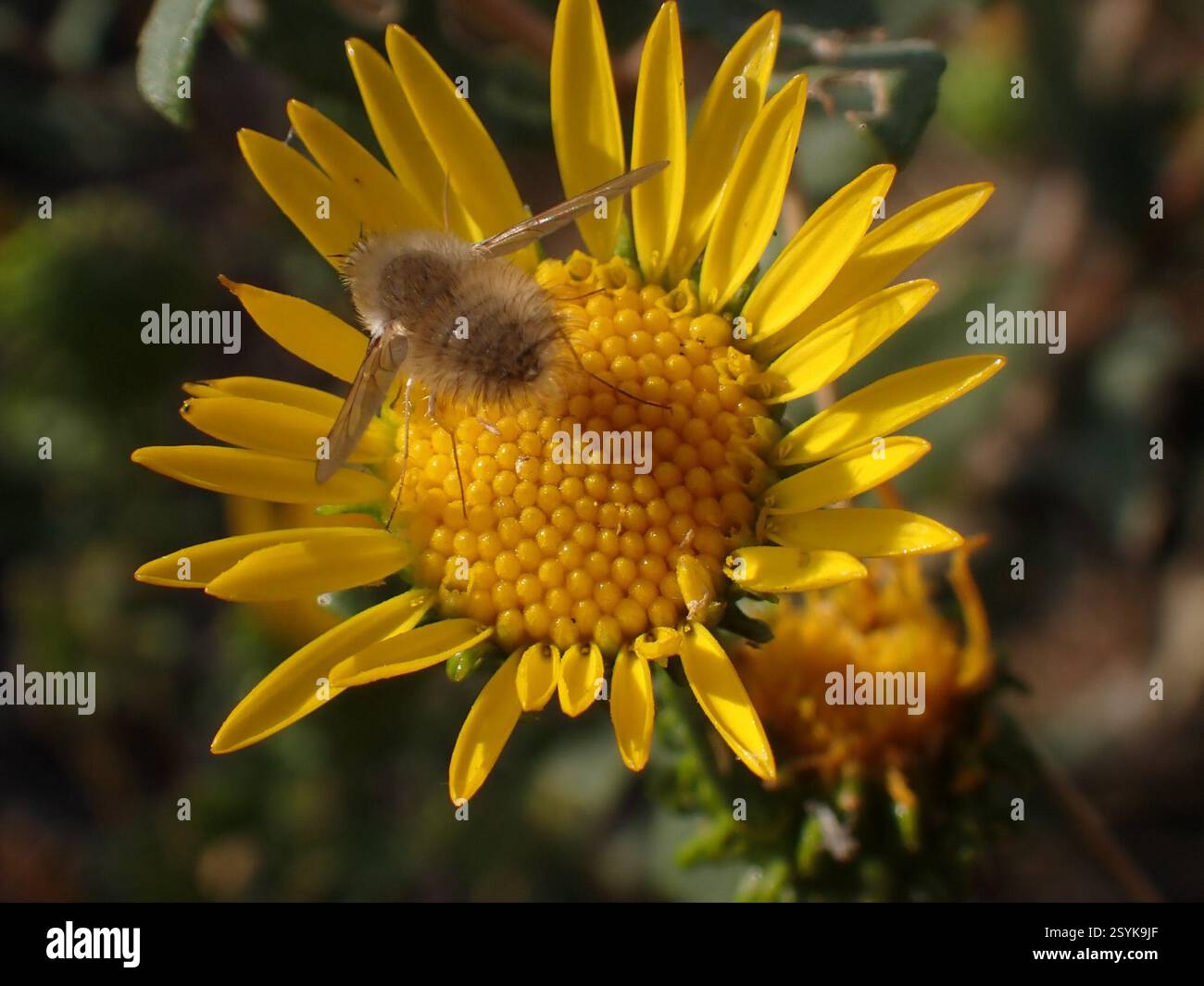 (Anastoechus barbatus), Insecta, Val Marie, SK S0N 2T0, Canada Stock ...