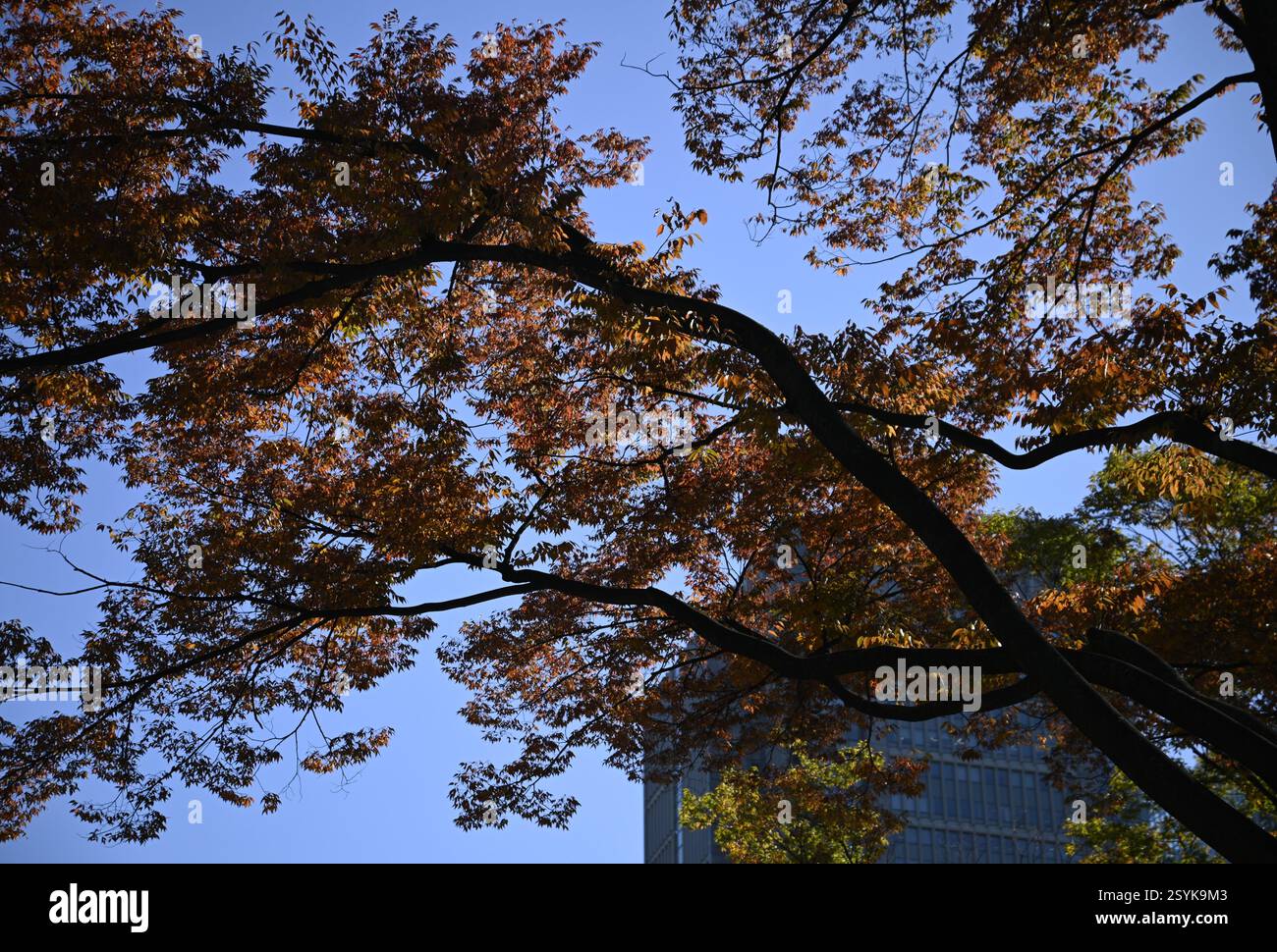 Maple tree autumn leaves at Koishikawa Korakuen Garden in Tokyo, Japan ...