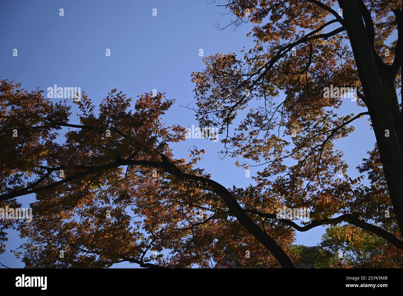 Maple tree autumn leaves at Koishikawa Korakuen Garden in Tokyo, Japan ...