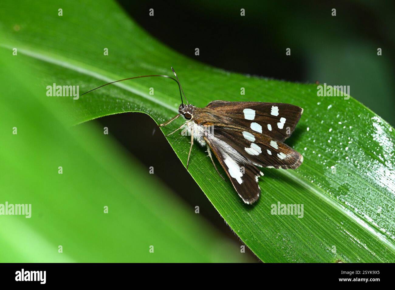 Grass Demon (Udaspes folus), Insecta, 中国江西省上饶市婺源县 Stock Photo - Alamy