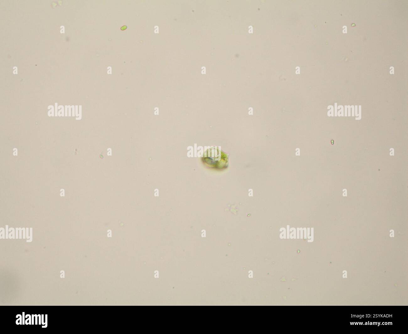 (Phacus), Protozoa, St. Louis, MO, USA, Magnification of all photos ...