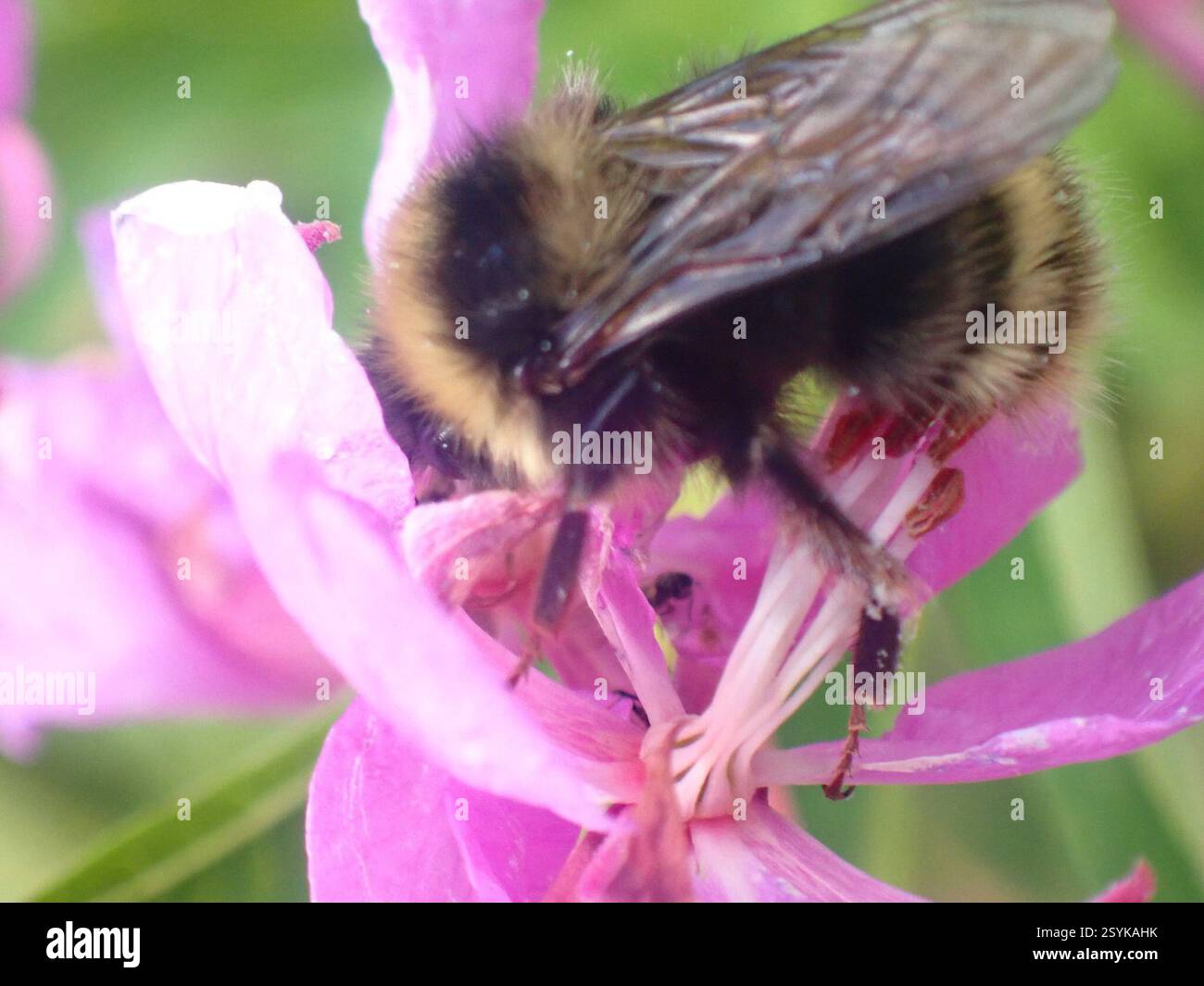 Forest Bumble Bee (Bombus sylvicola), Insecta, Fraser-Fort George, CA ...