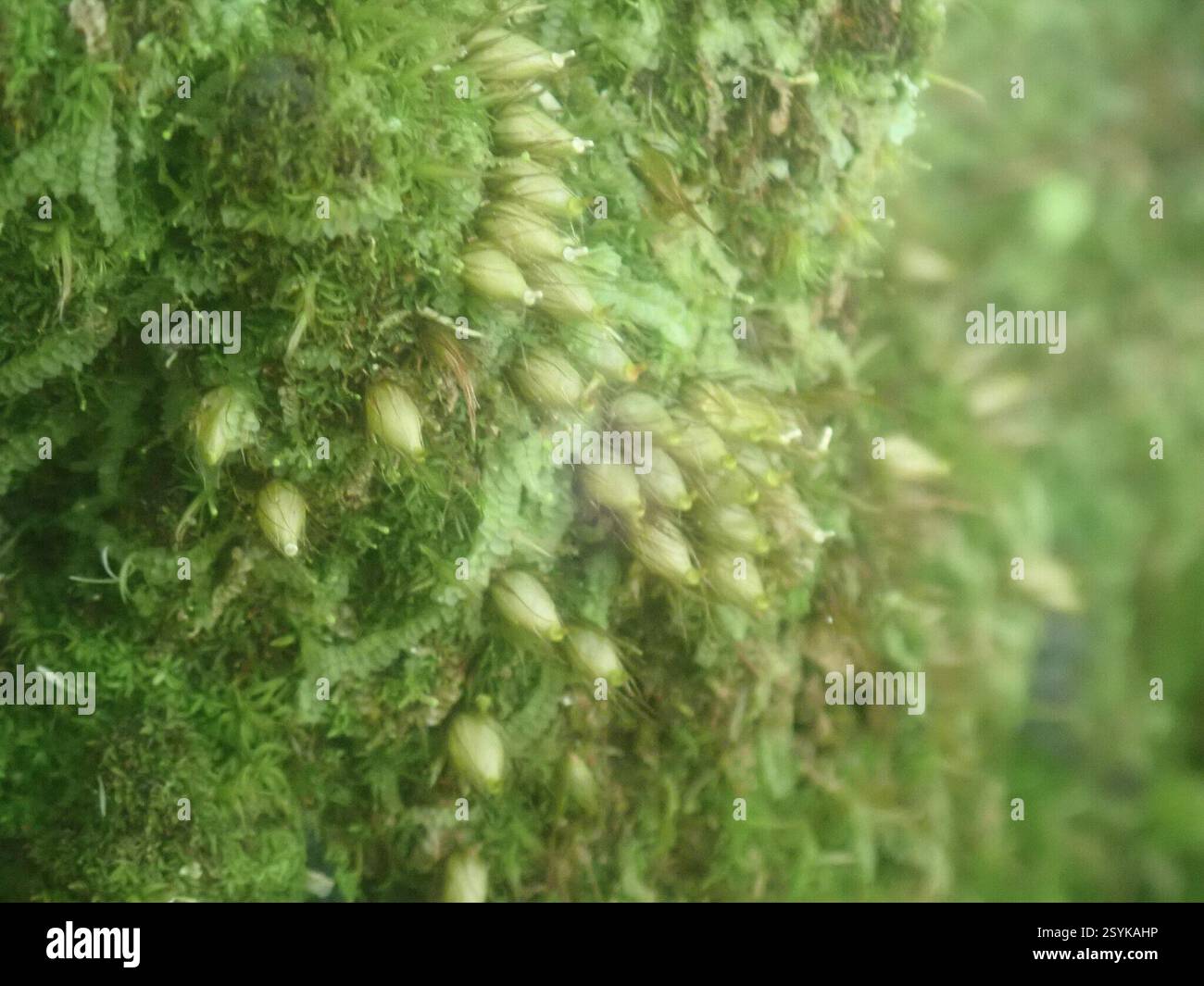 Powder Gun Moss (Diphyscium foliosum), Plantae, Hampshire County, US-MA ...
