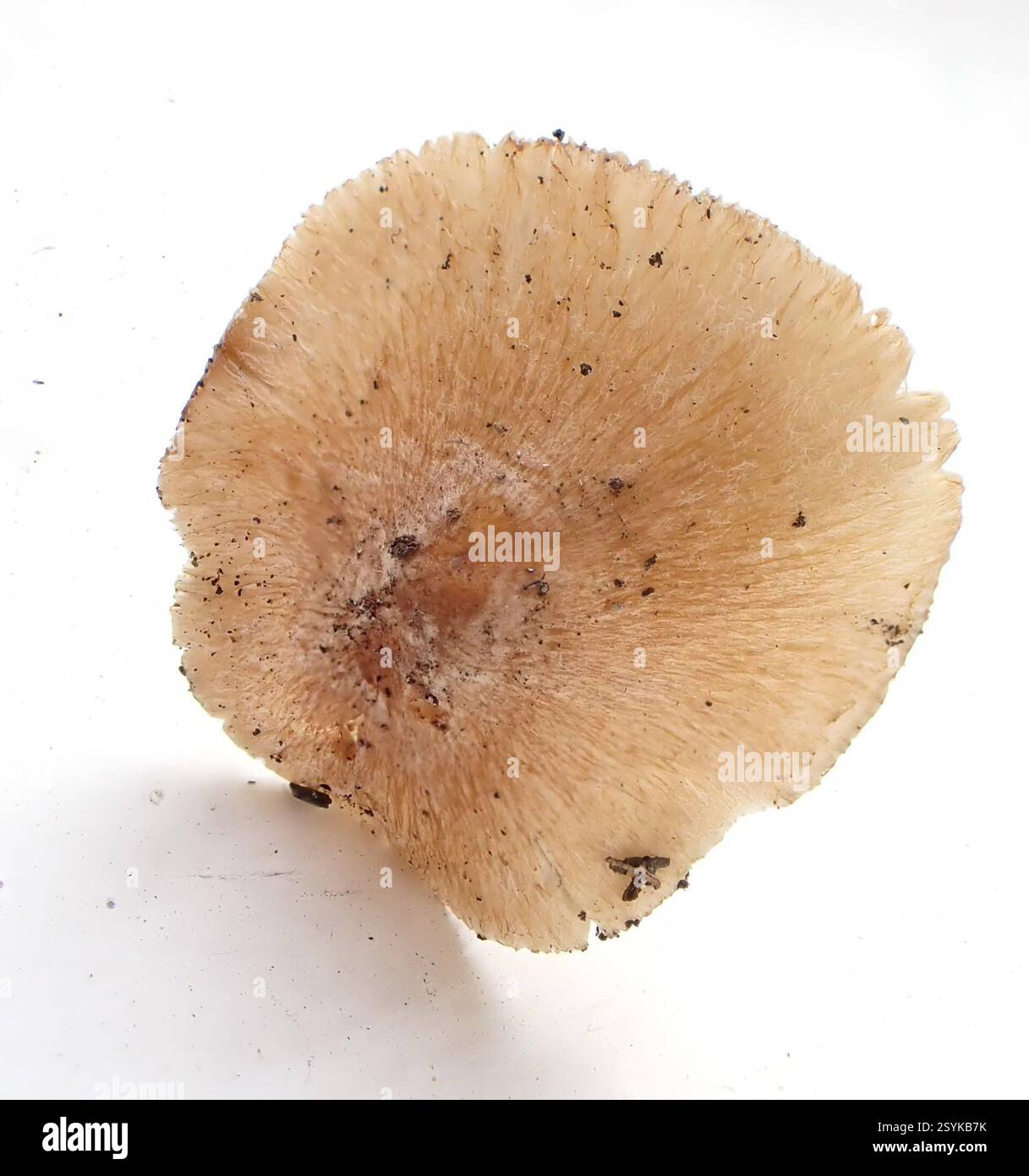 (Pseudosperma curreyi), Fungi, Van Cortlandt Park, New York, NY, US ...