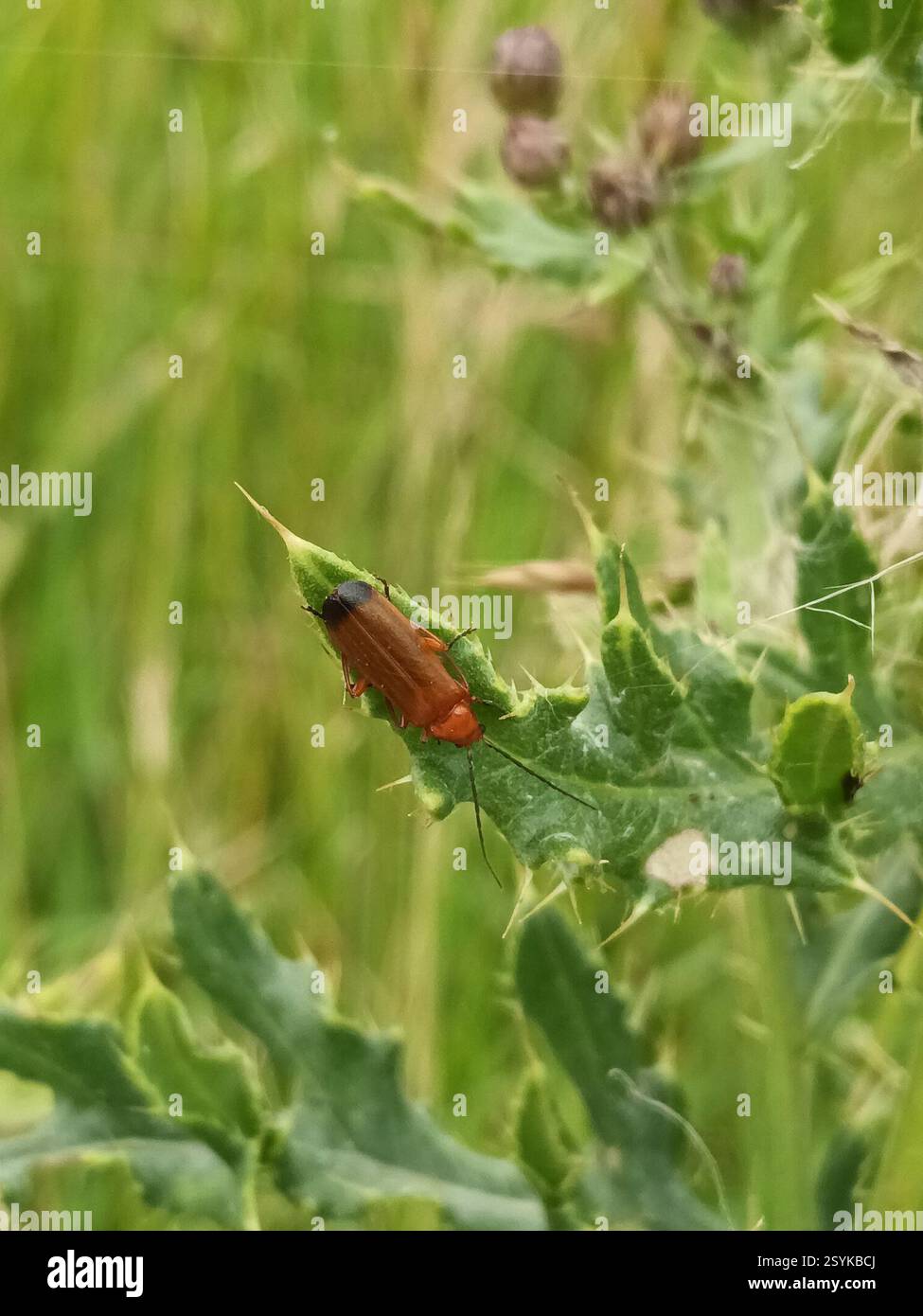 Common Red Soldier Beetle (Rhagonycha fulva), Insecta, Wyberton, Boston ...