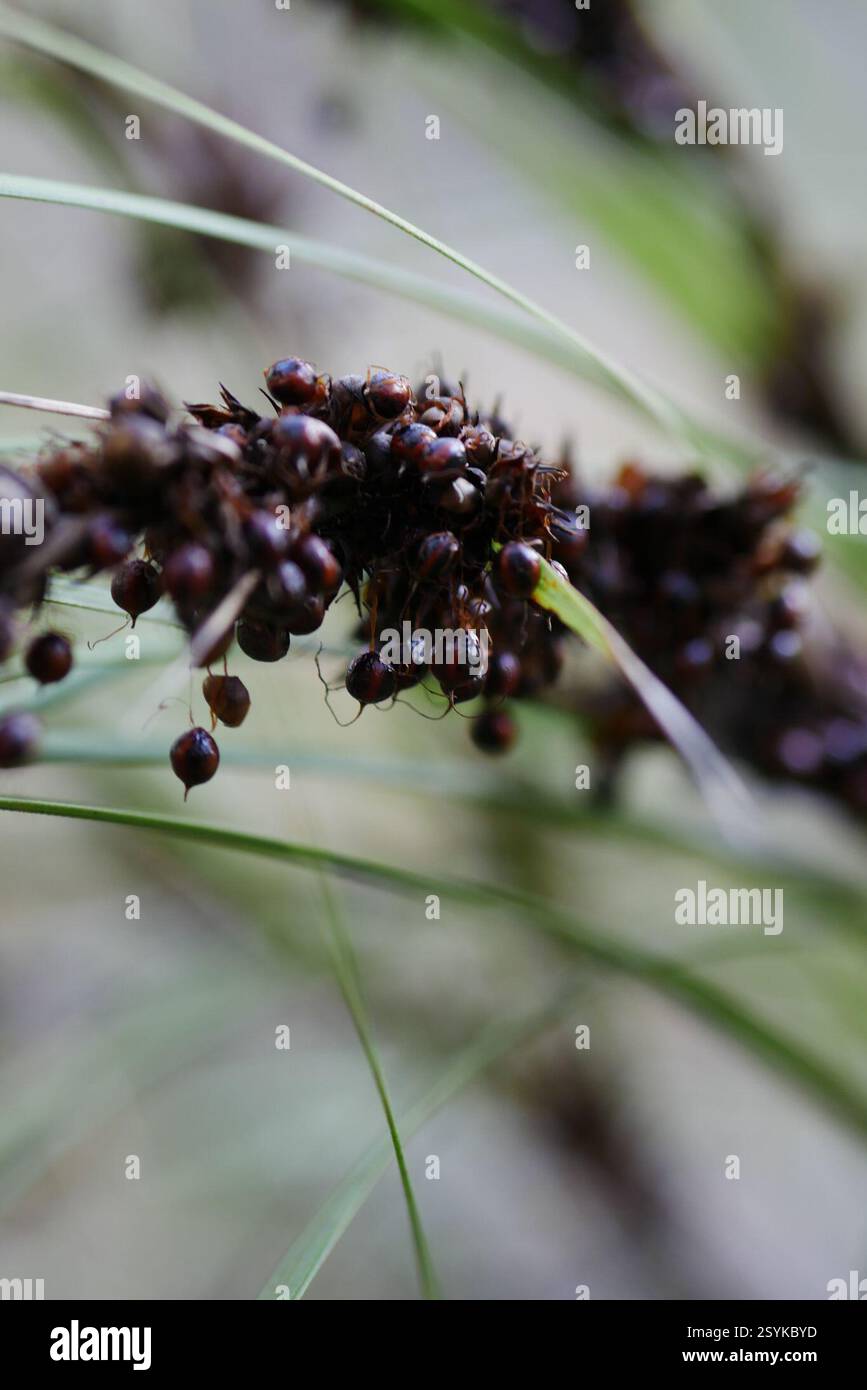 Red-berried Saw-sedge (Gahnia aspera), Plantae, Burbank, Queensland ...