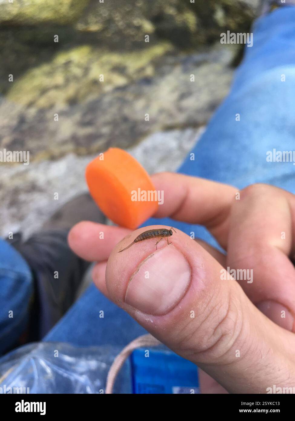 Winged and Once-winged Insects (Pterygota), Insecta, Merlo, San Luis ...