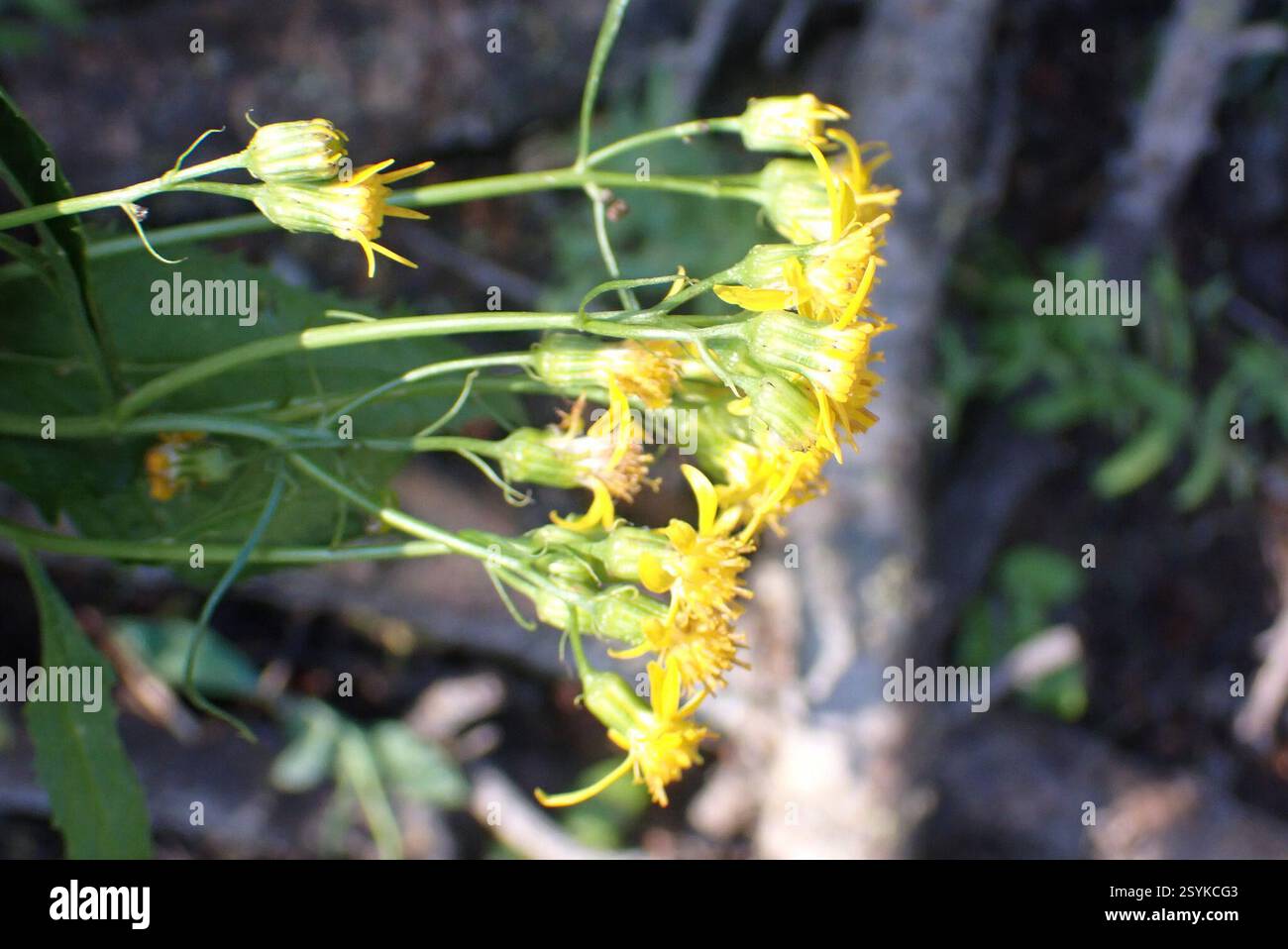 Arrowleaf Senecio (Senecio triangularis), Plantae, Barker Pass Road ...