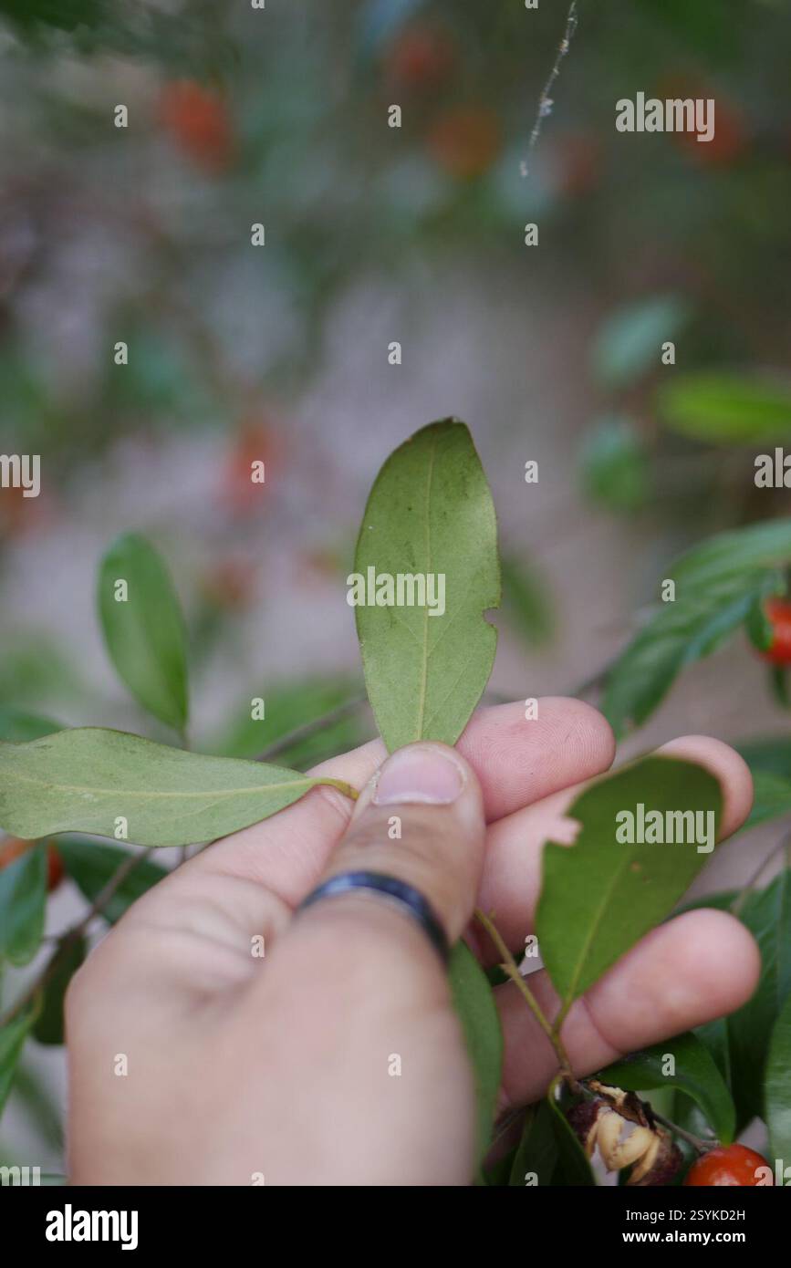 Long-leaved Bitter Bark (Petalostigma triloculare), Plantae, Victoria ...