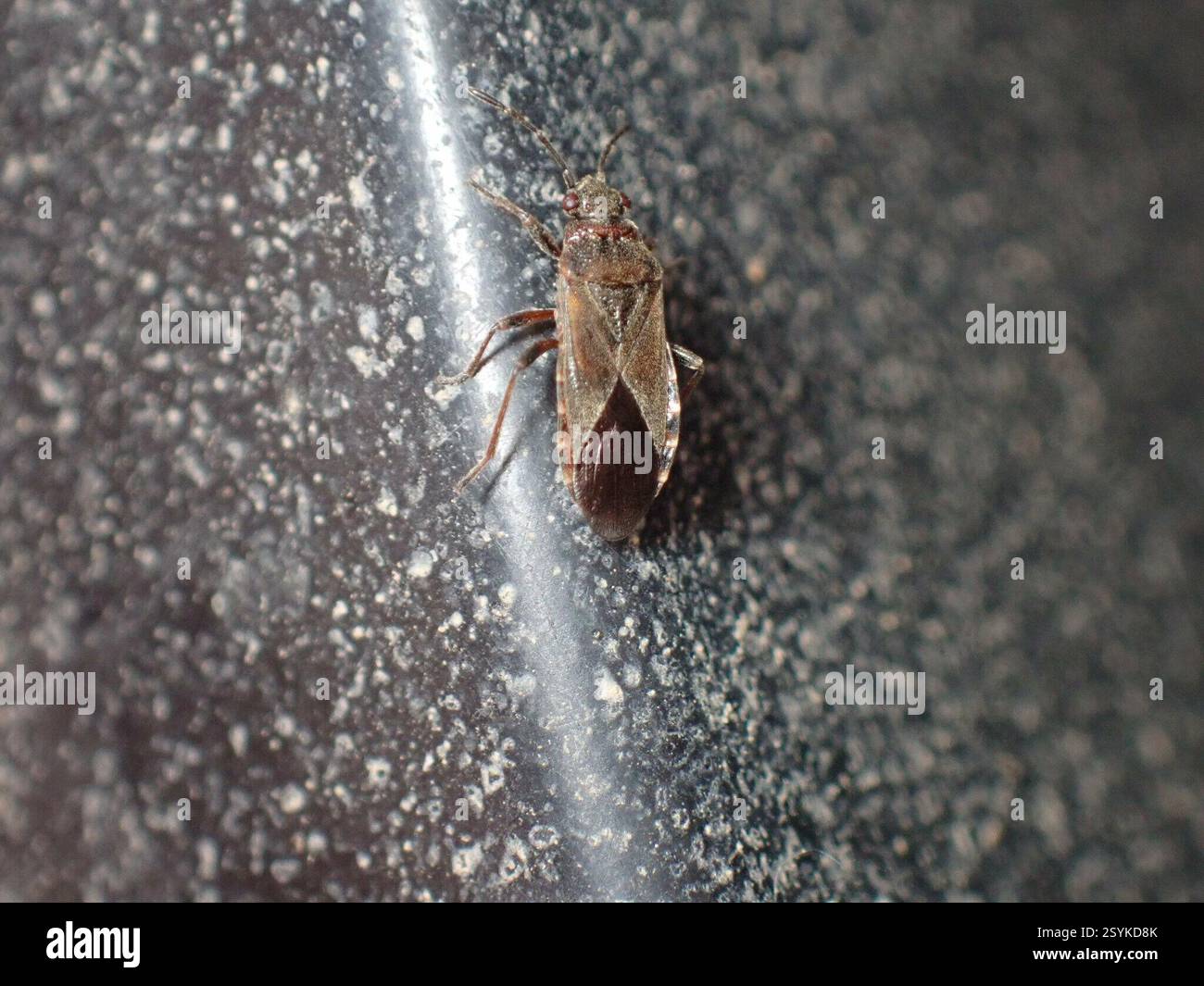 Elm Seed Bug (Arocatus melanocephalus), Insecta, Swift Current, SK ...