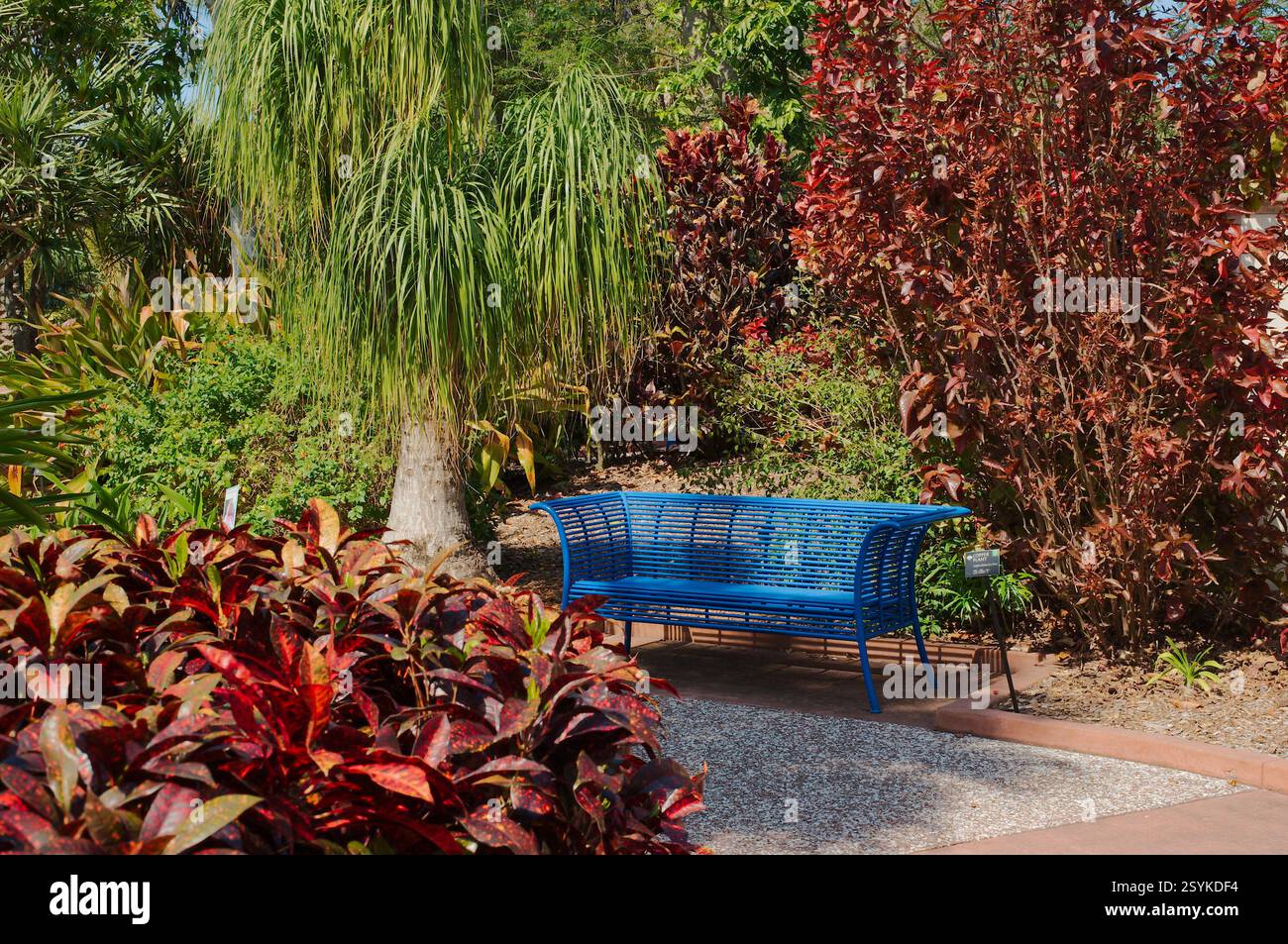 Blue metal bench in nature park with red leaf plants in front , palm ...